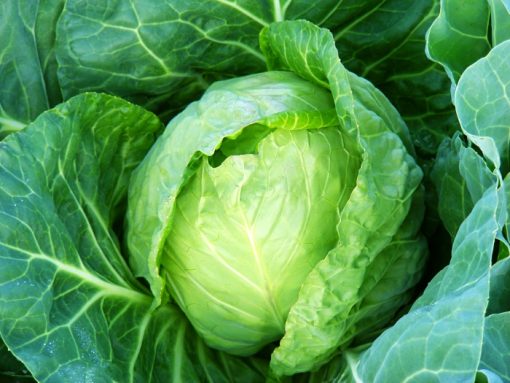 Growing Cabbage: Tips And Tricks For A Plentiful Harvest | Ready ...