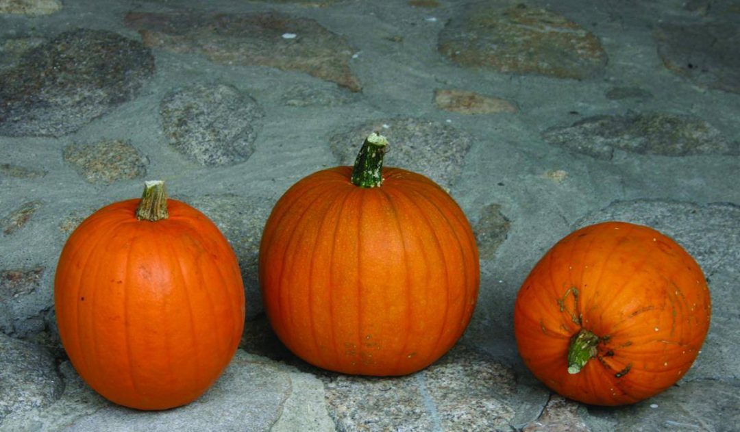smallsugarpumpkin | Ready Gardens By Ready Nutrition